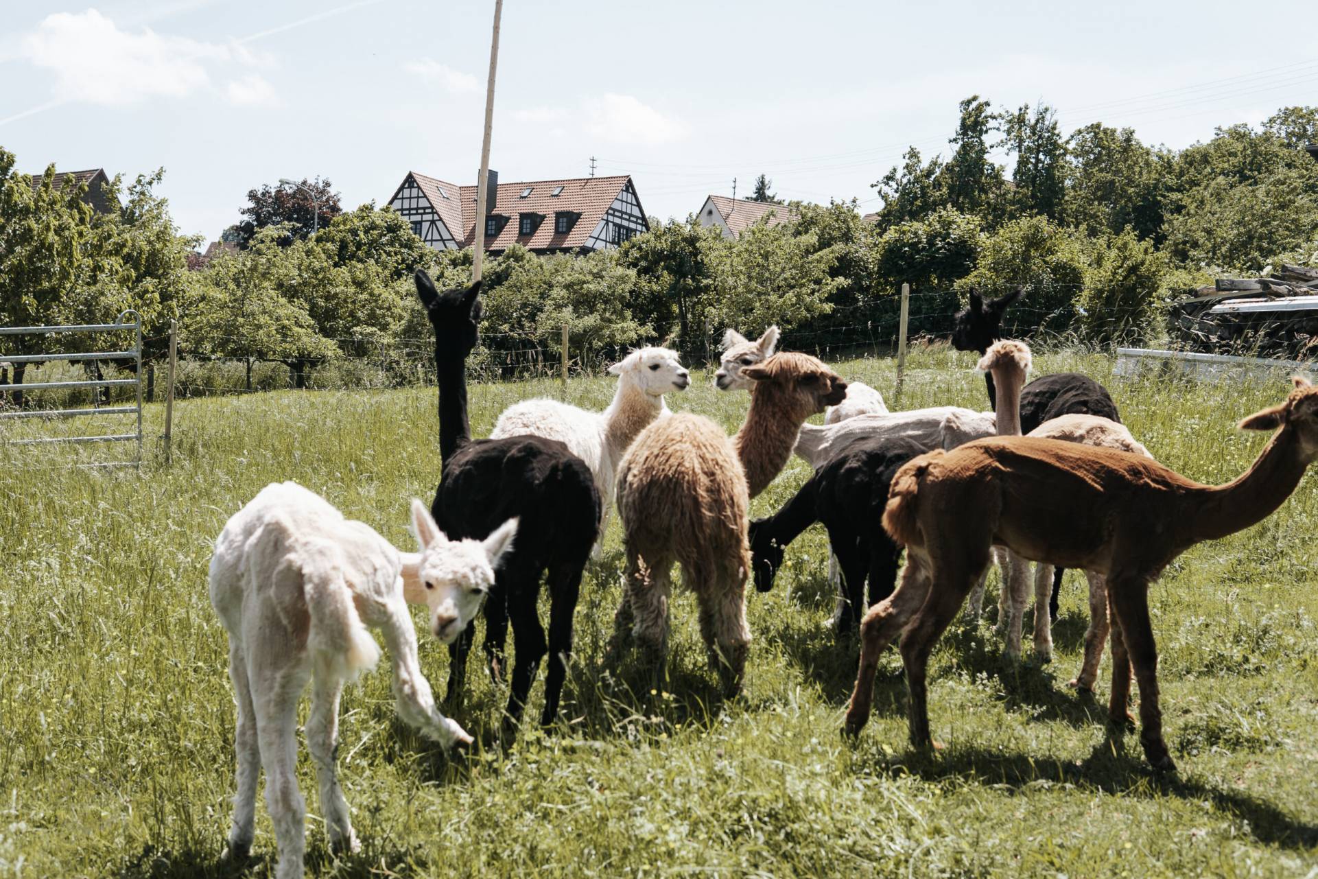 Alpaka Farm Donnersberg – Einfach Glücklich Wandern!